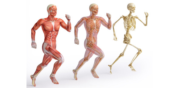 Quiz 1 Chapter 1 An Introduction To The Human Body ProProfs Quiz quiz-1-chapter-1-an-introduction-to-the-human-body-proprofs-quiz